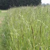 SFI Seed - Farm Seeds