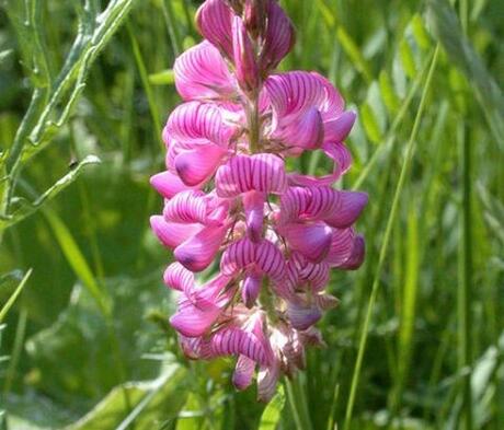 Sainfoin Seed (Agricultural) | Buy Online | FarmSeeds.co.uk - Farm Seeds